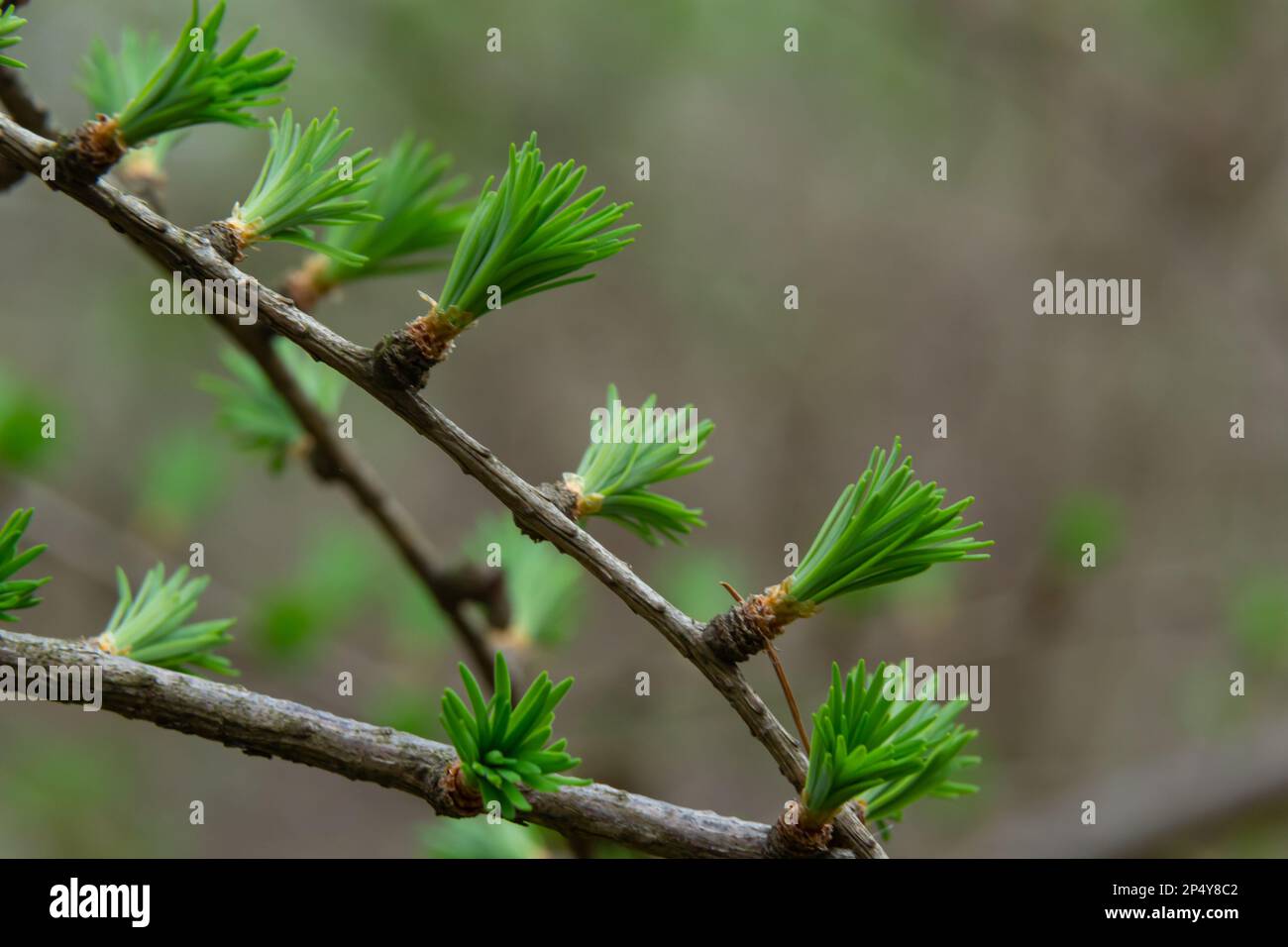 Spring larch branch leaves hi-res stock photography and images - Alamy