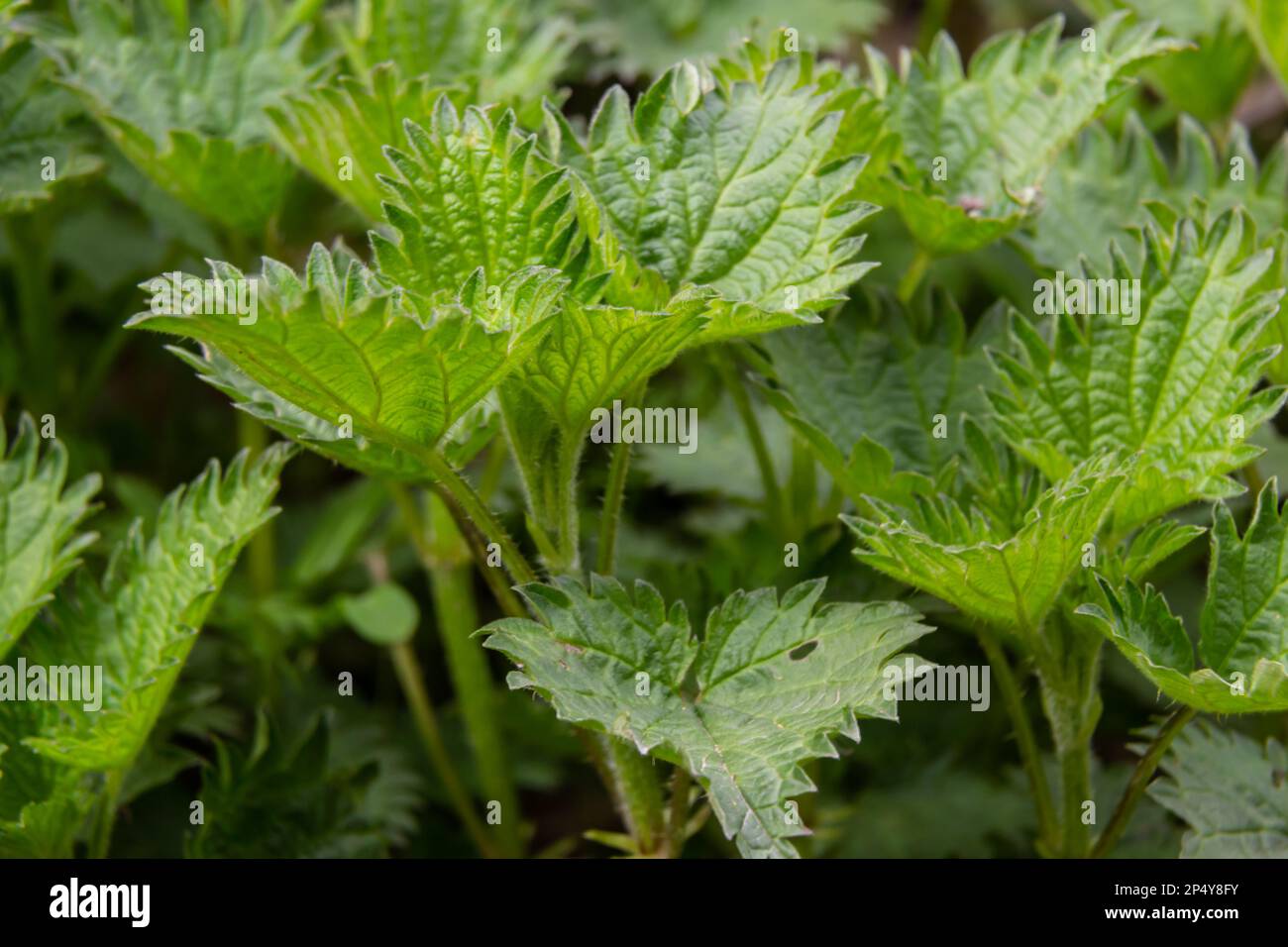 Bush of stinging-nettles. Nettle leaves. Top view. Botanical pattern ...