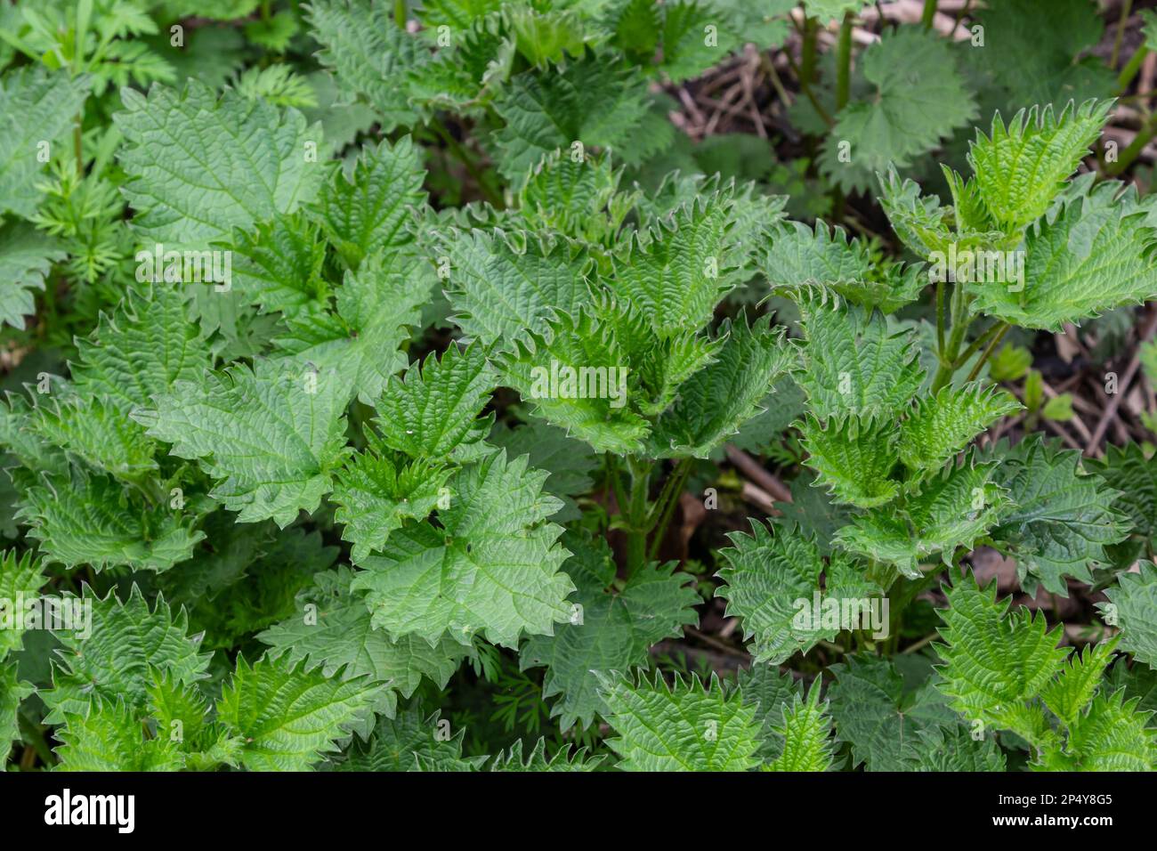 Bush of stinging-nettles. Nettle leaves. Top view. Botanical pattern ...