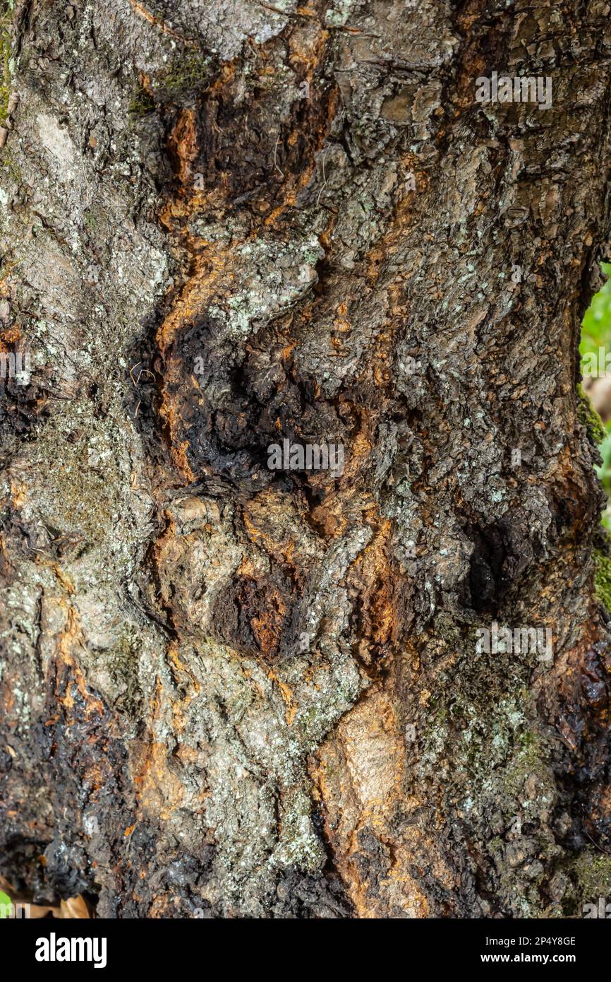 close up of the old bark texture pattern in the forest Vintage ...