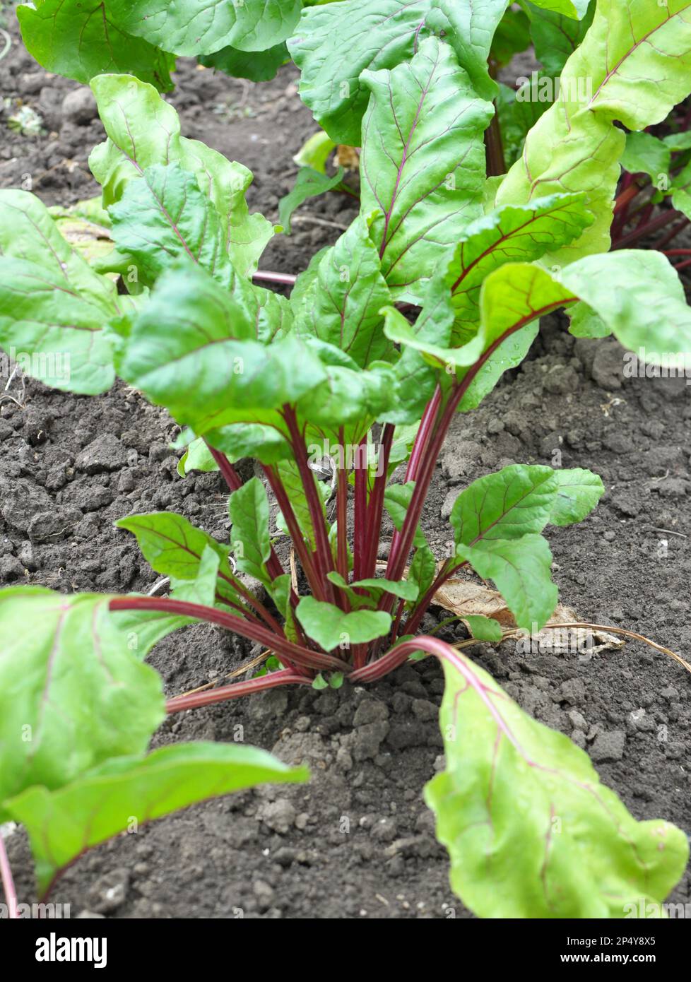 Red table beet grows in open organic soil Stock Photo - Alamy