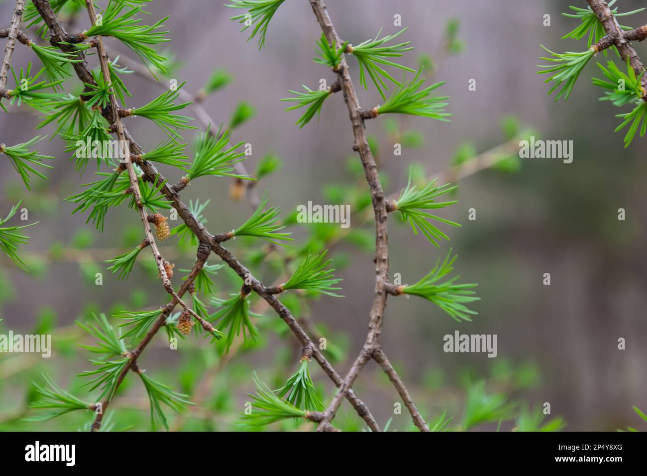 Spring larch branch leaves hi-res stock photography and images - Alamy