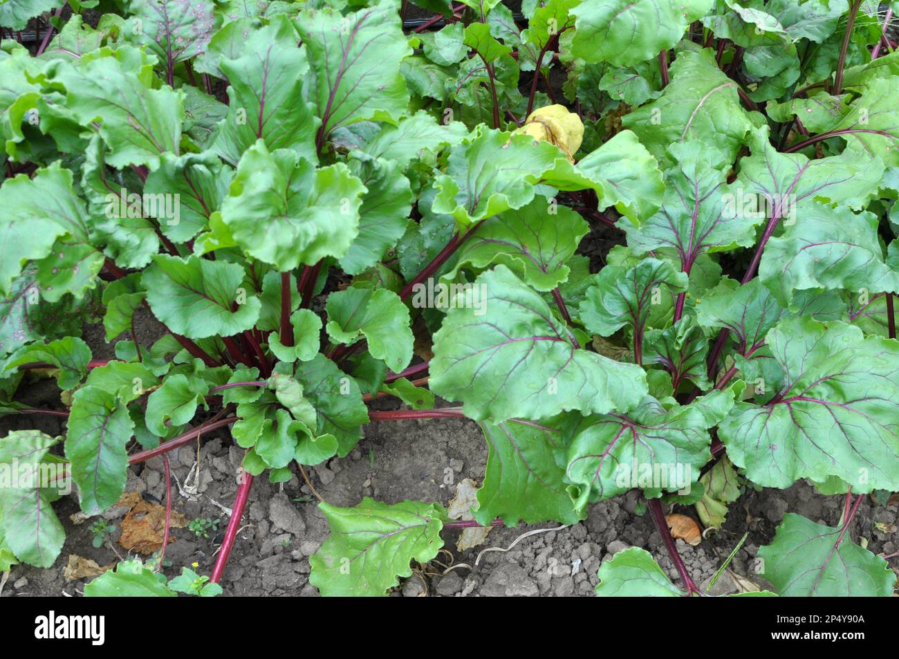 Red table beet grows in open organic soil Stock Photo - Alamy