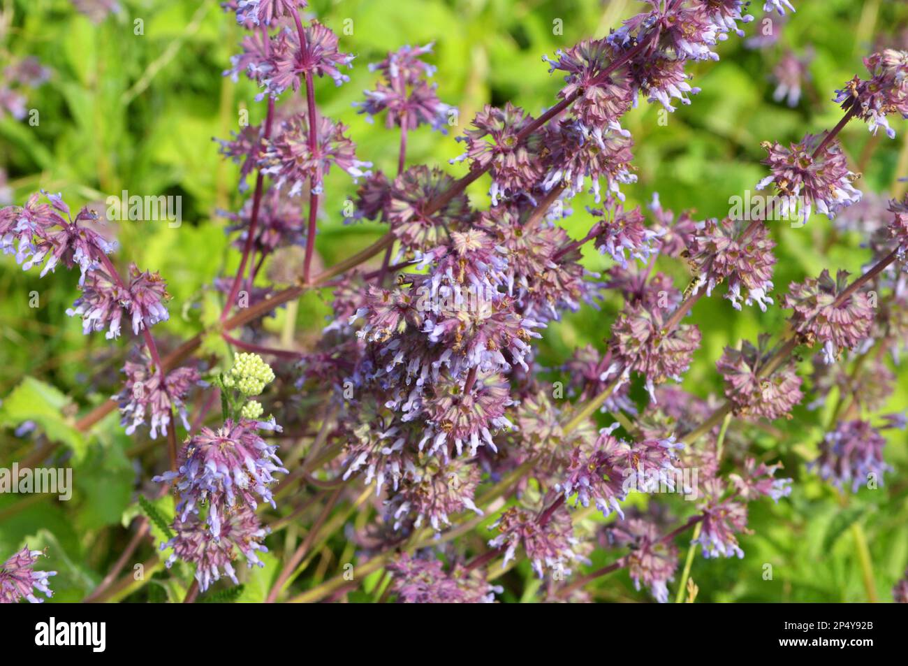 In the wild, it blooms among grasses Salvia verticillata Stock Photo ...