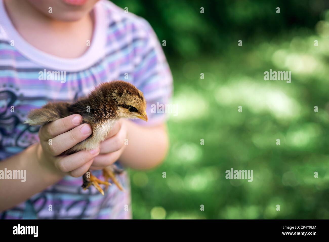 Girl with baby chicken hi-res stock photography and images - Alamy