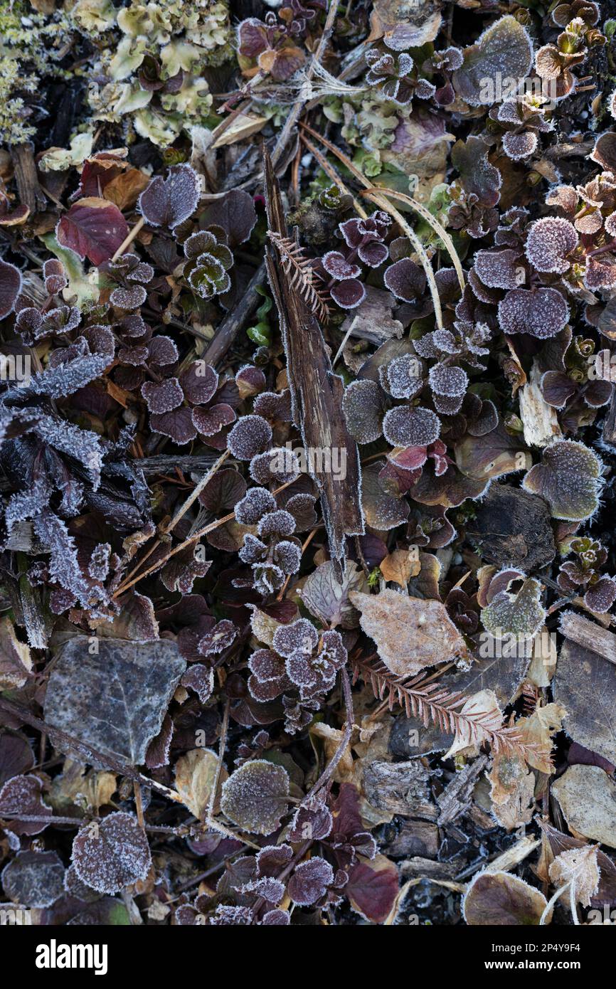 Earth and sticks hi-res stock photography and images - Alamy
