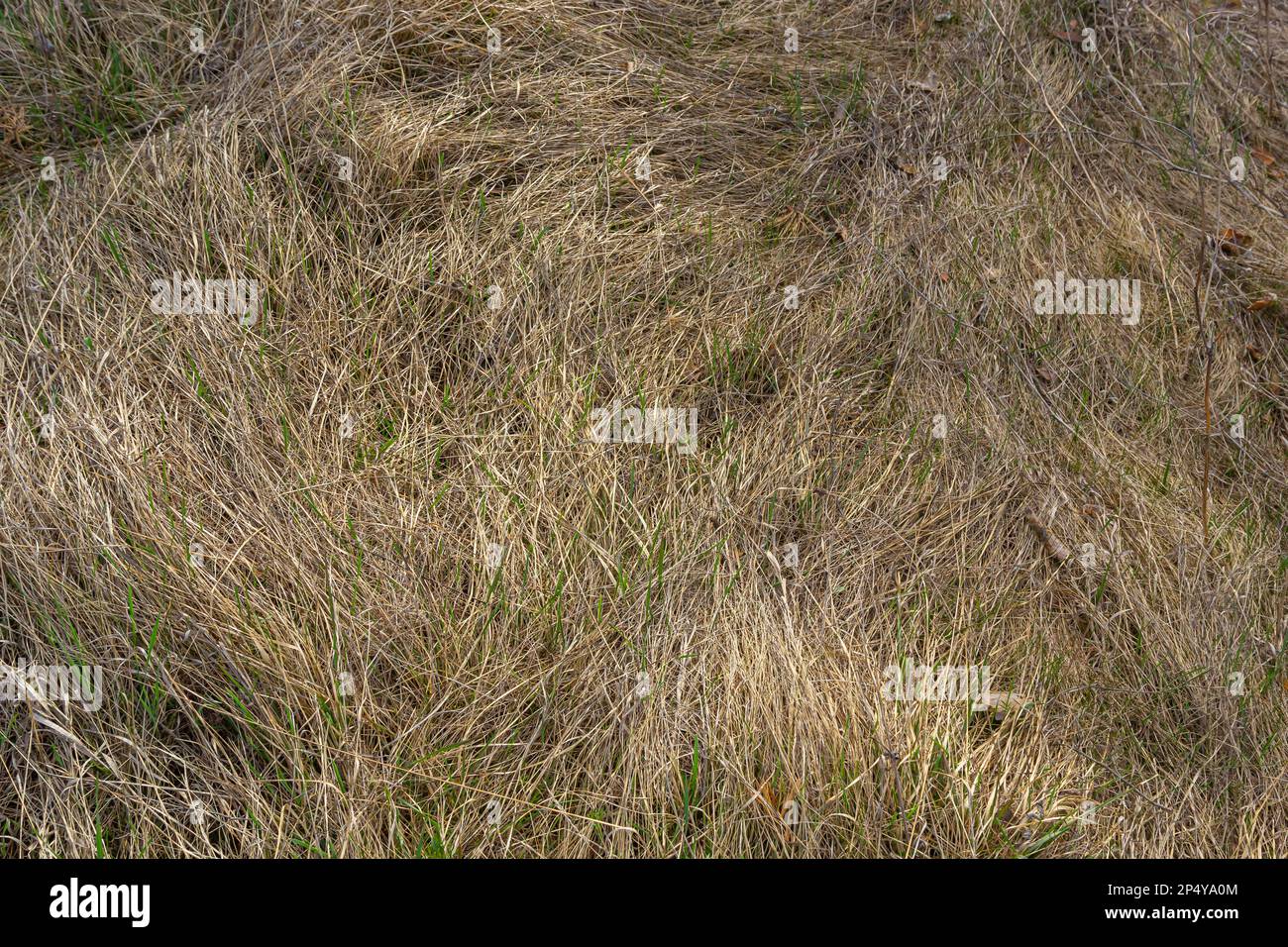 Prairie Grass Texture