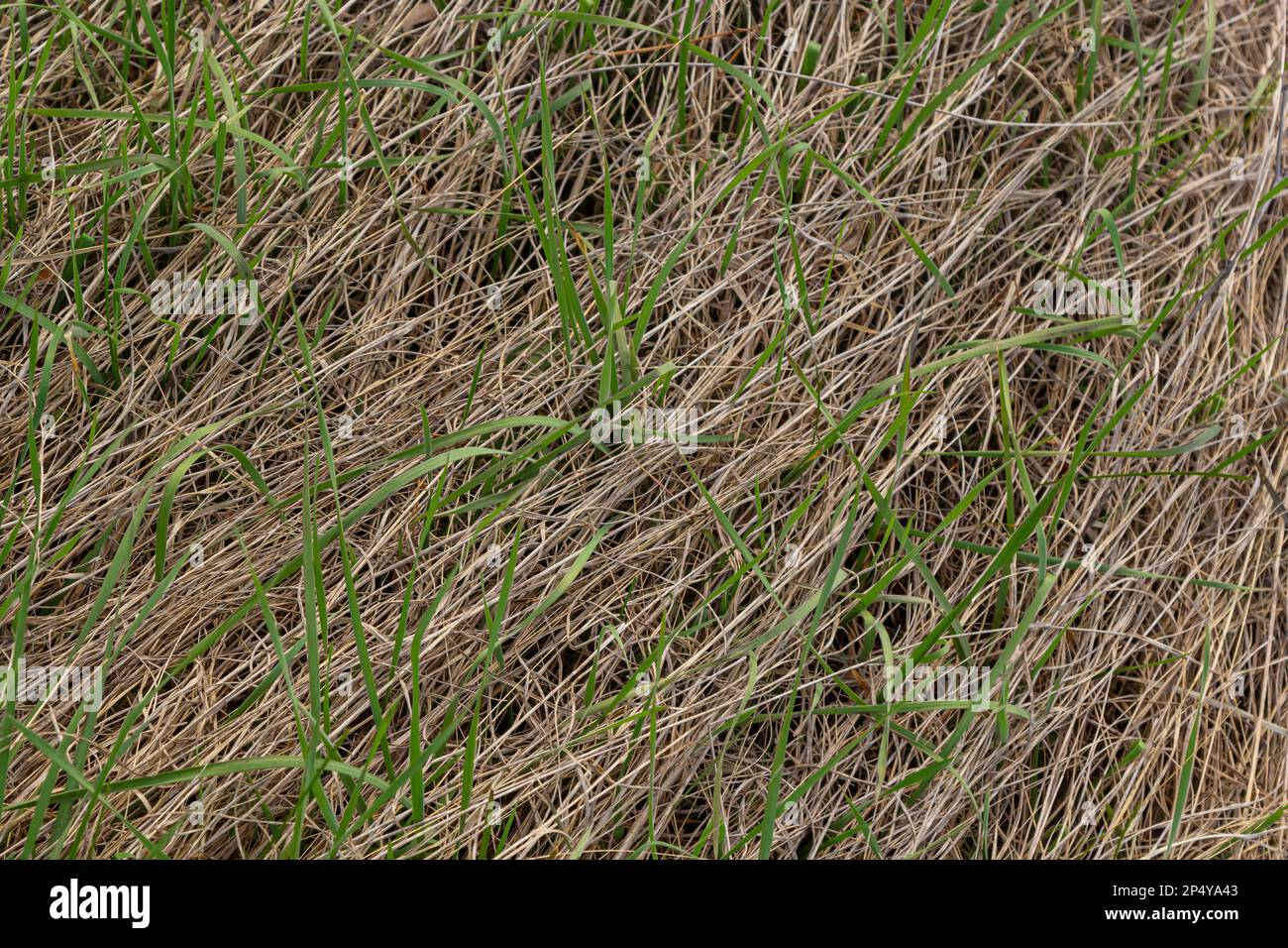 Long grass texture hi-res stock photography and images - Alamy