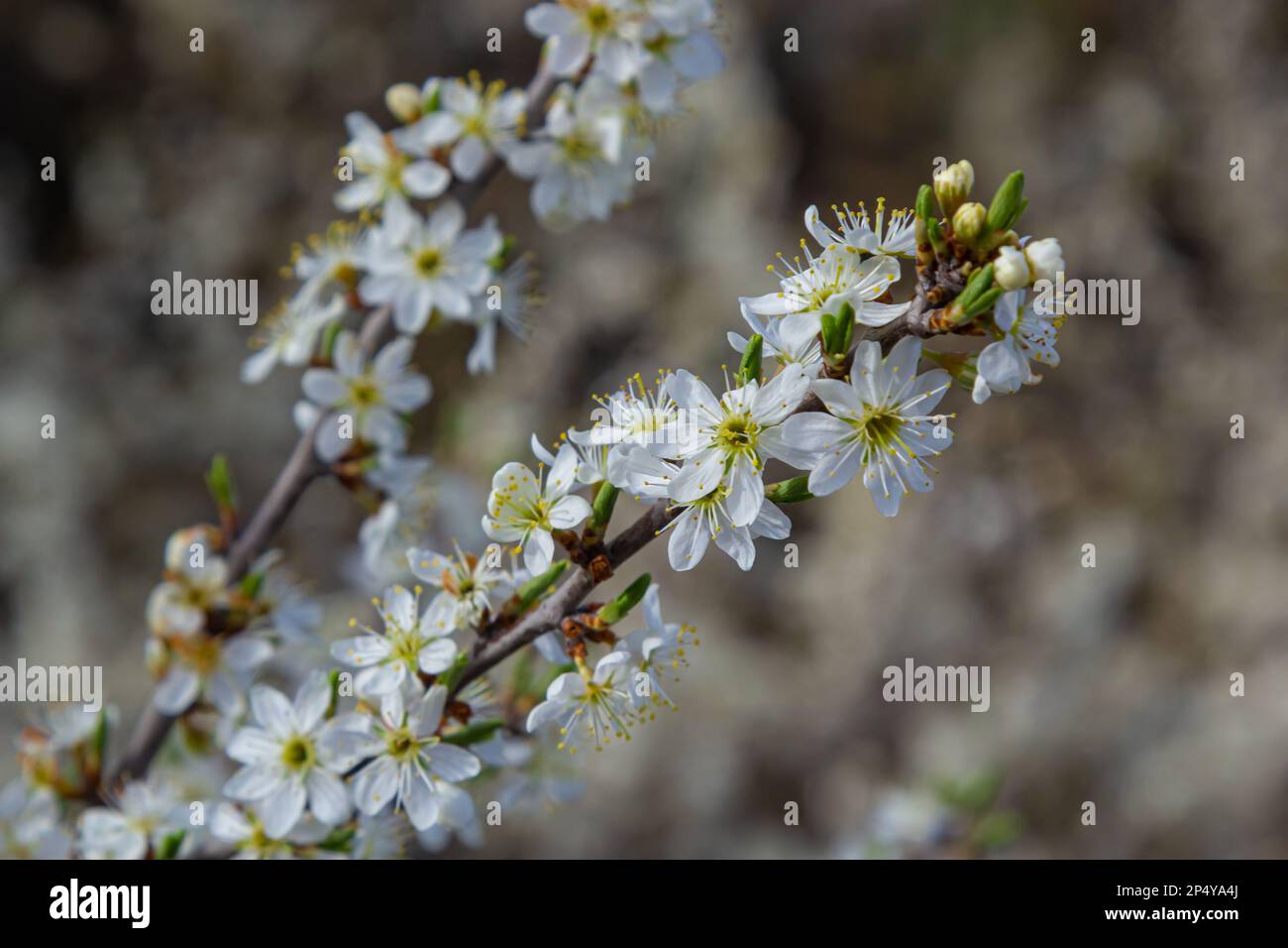 Blackthorn prunus spinosa sloe plant shrub white flower bloom blossom ...