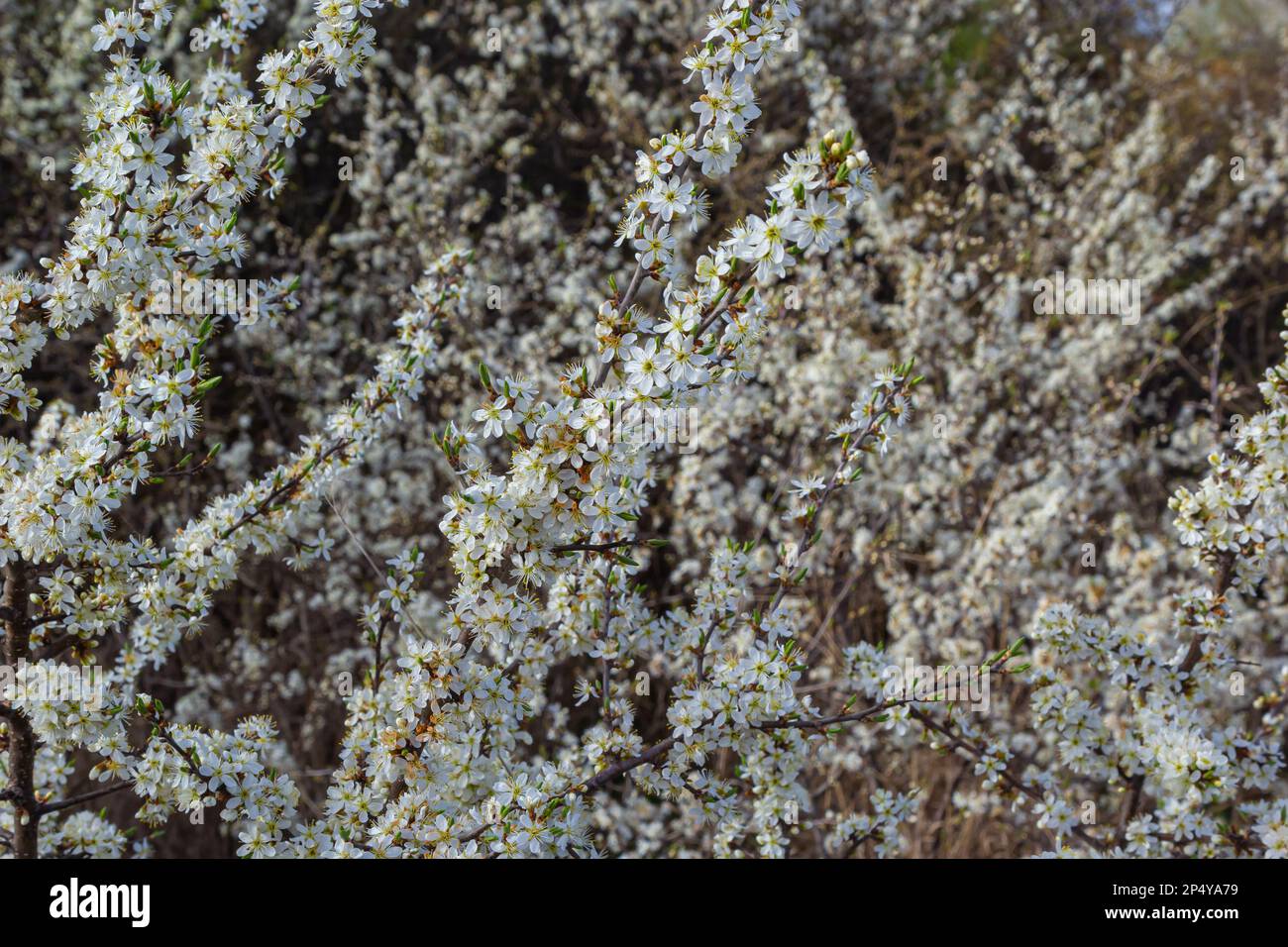 Blackthorn prunus spinosa sloe plant shrub white flower bloom blossom ...