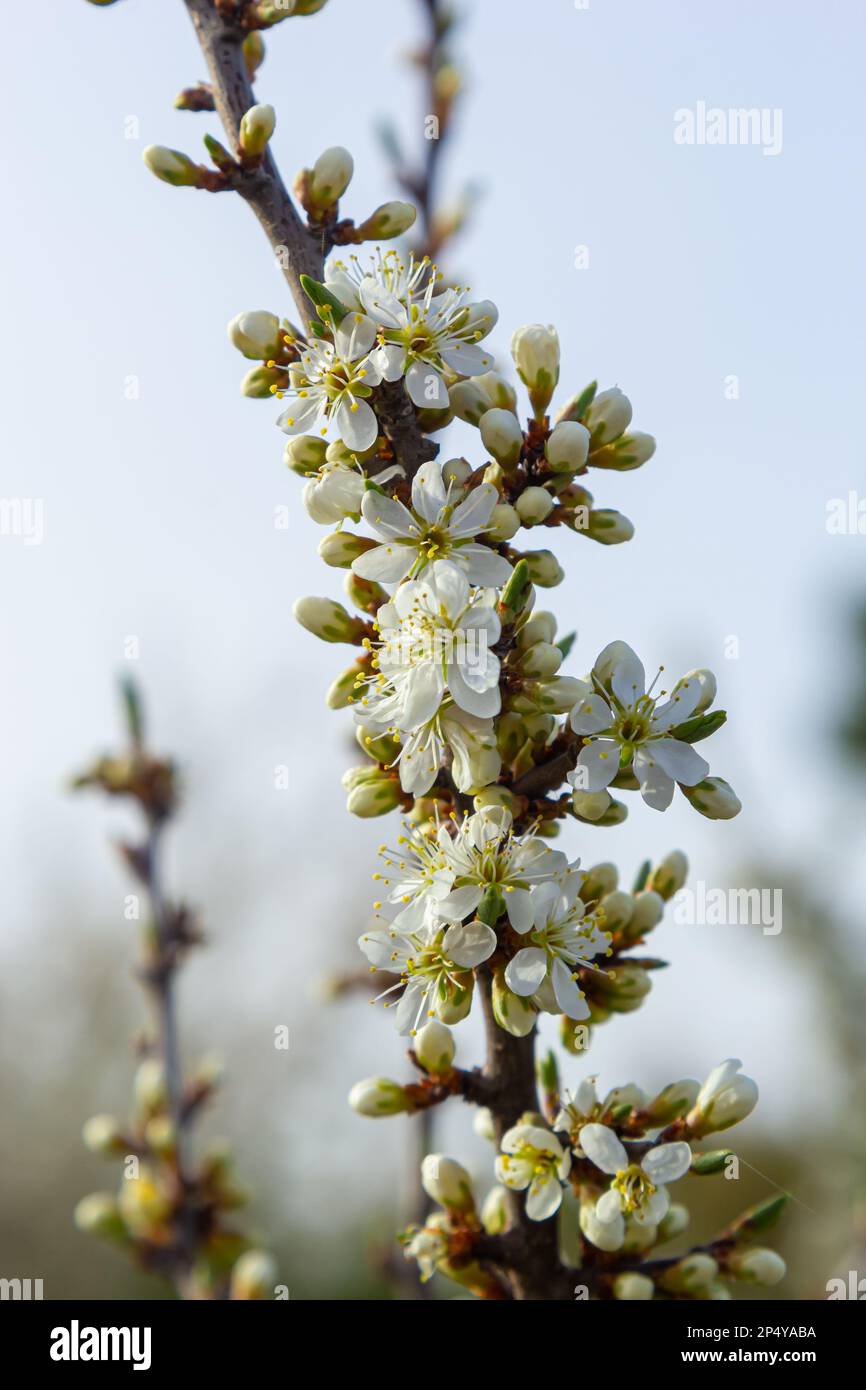 Blackthorn prunus spinosa sloe plant shrub white flower bloom blossom ...