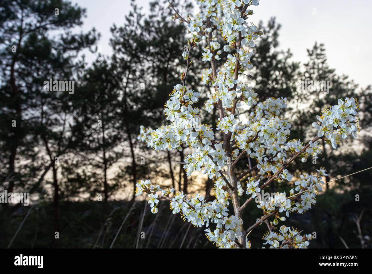 Sloe tree hi-res stock photography and images - Alamy