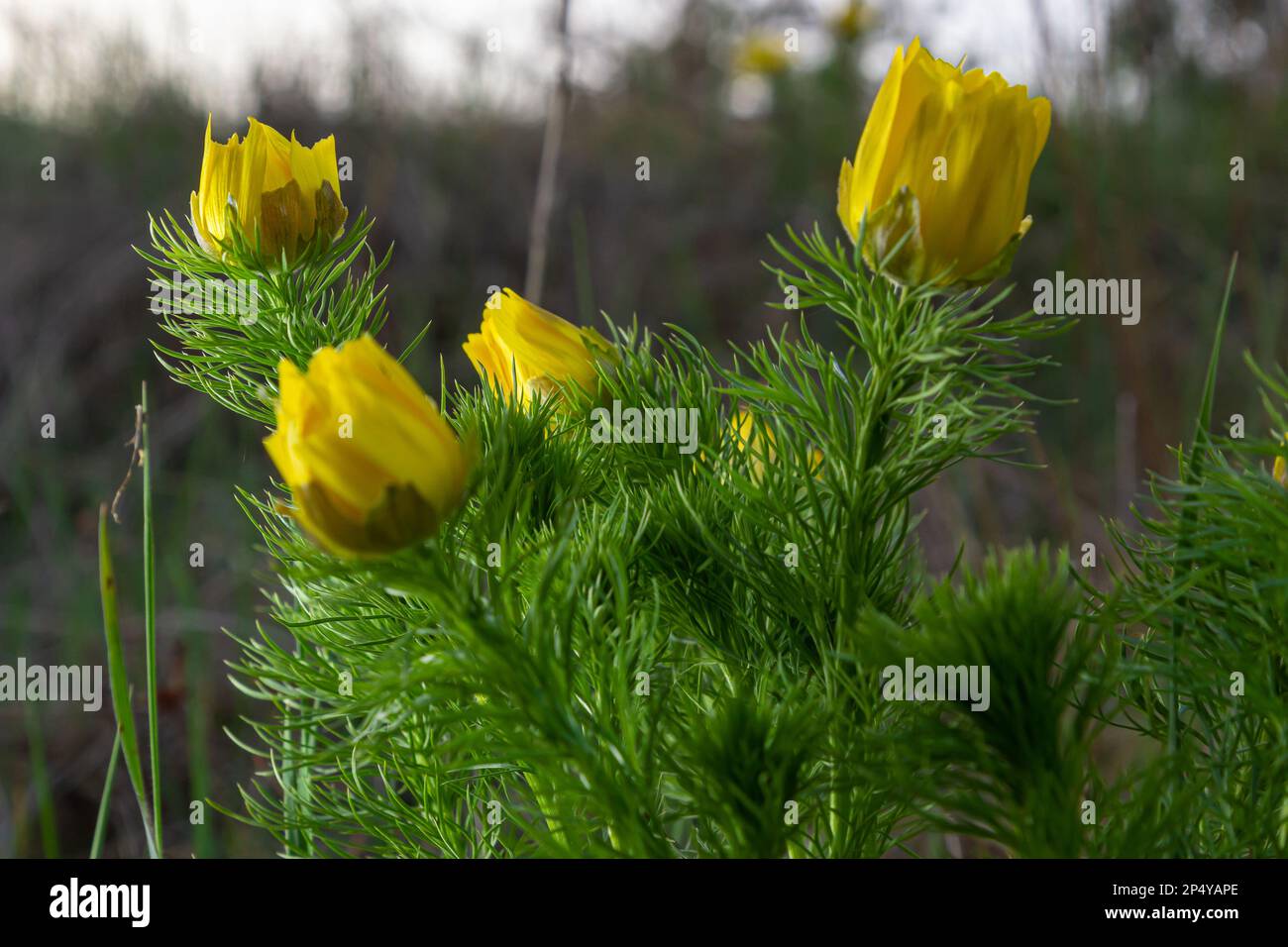 Spring adonis adonis vernalis hi-res stock photography and images - Alamy