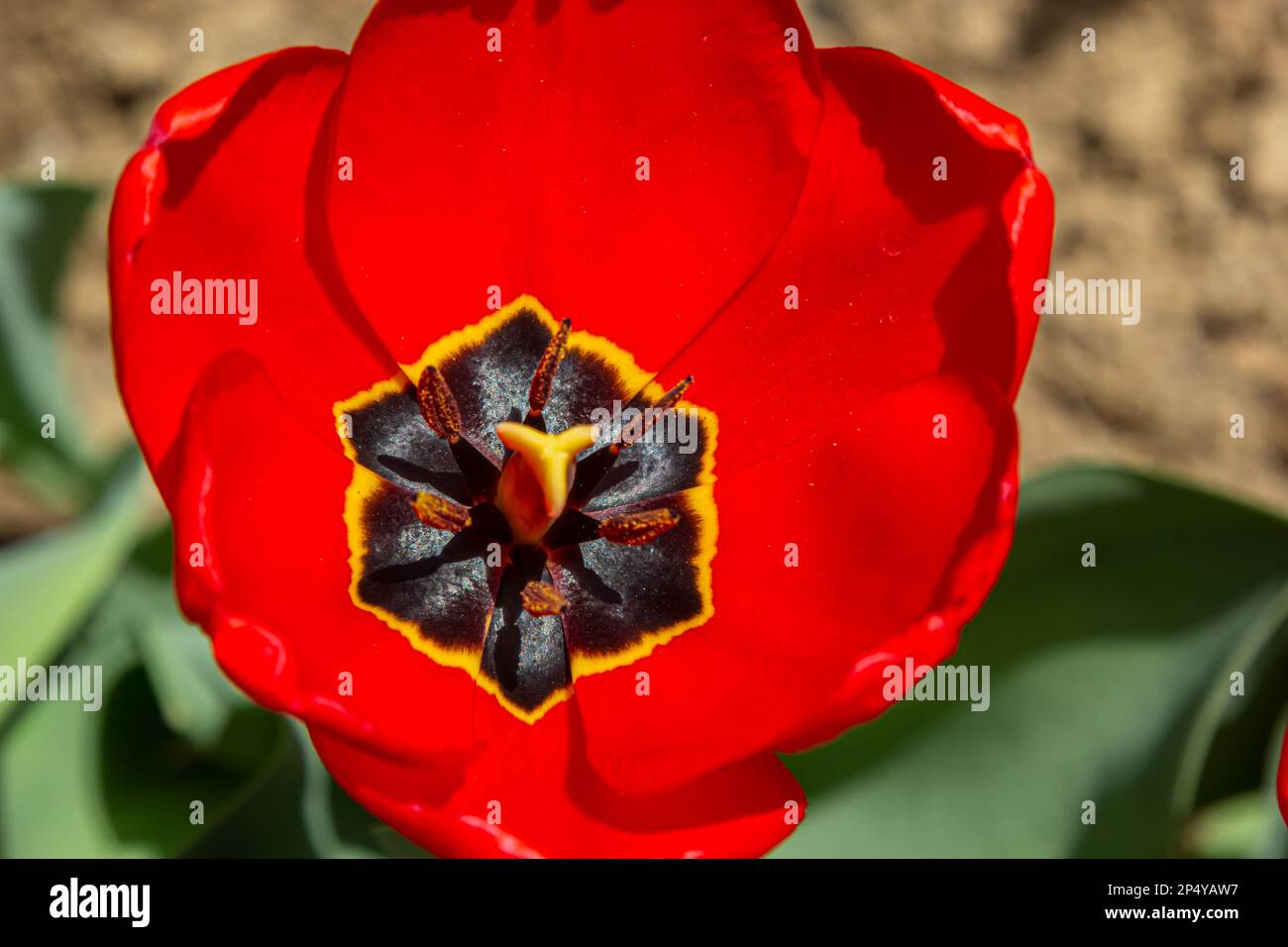 Red blooming tulip close-up. Wet wide red tulip petals with a black core and shiny water drops ...
