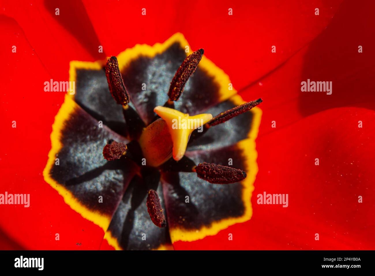 Red blooming tulip close-up. Wet wide red tulip petals with a black core and shiny water drops ...