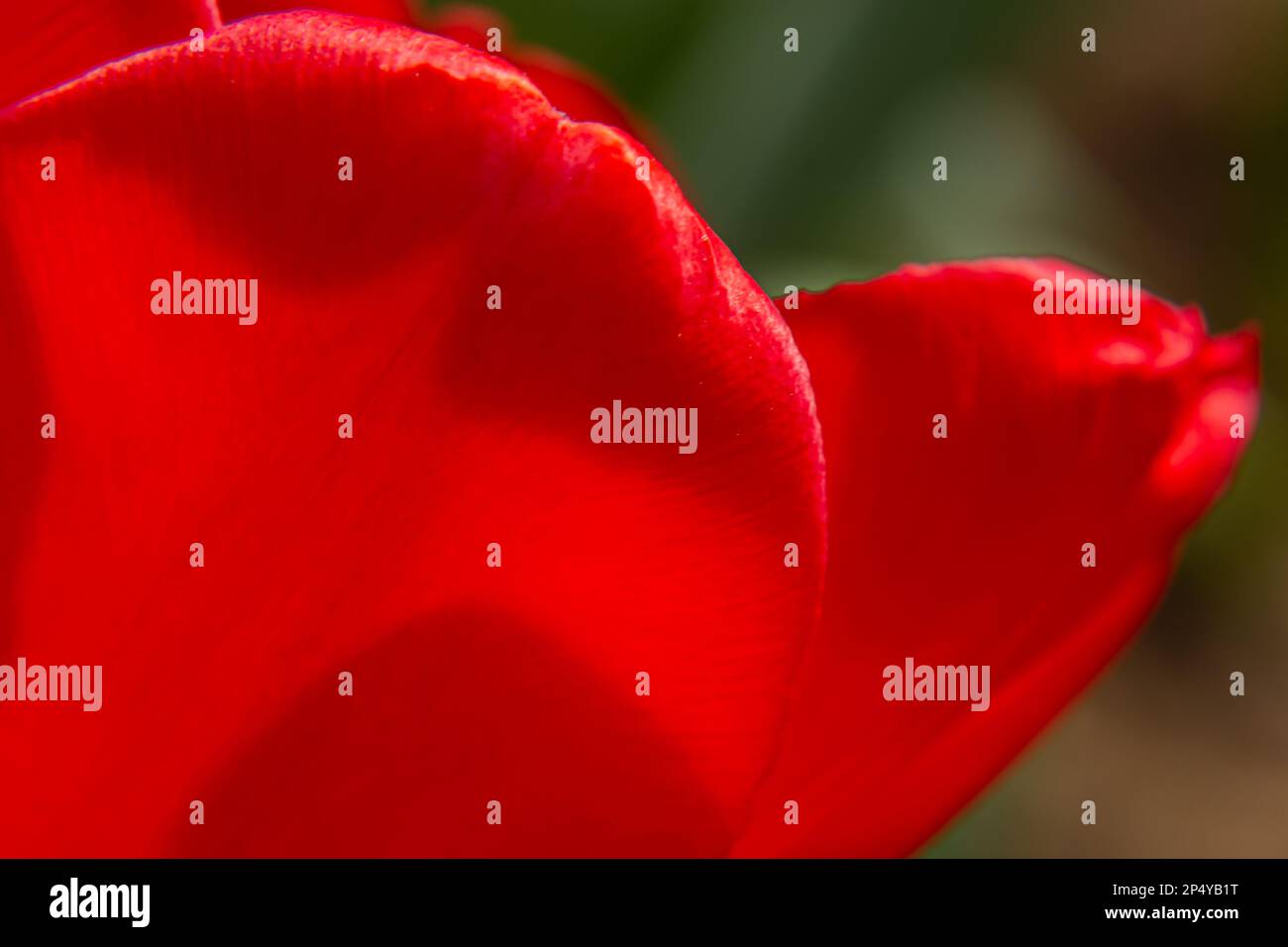 Red blooming tulip close-up. Wet wide red tulip petals with a black core and shiny water drops ...