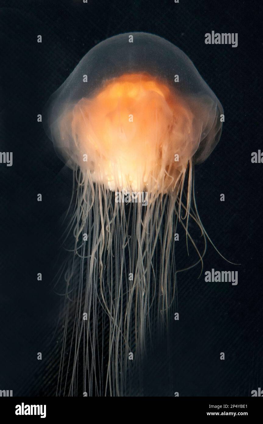 Lions mane jellyfish, vertical bell and tentacles pulsing water showing ...