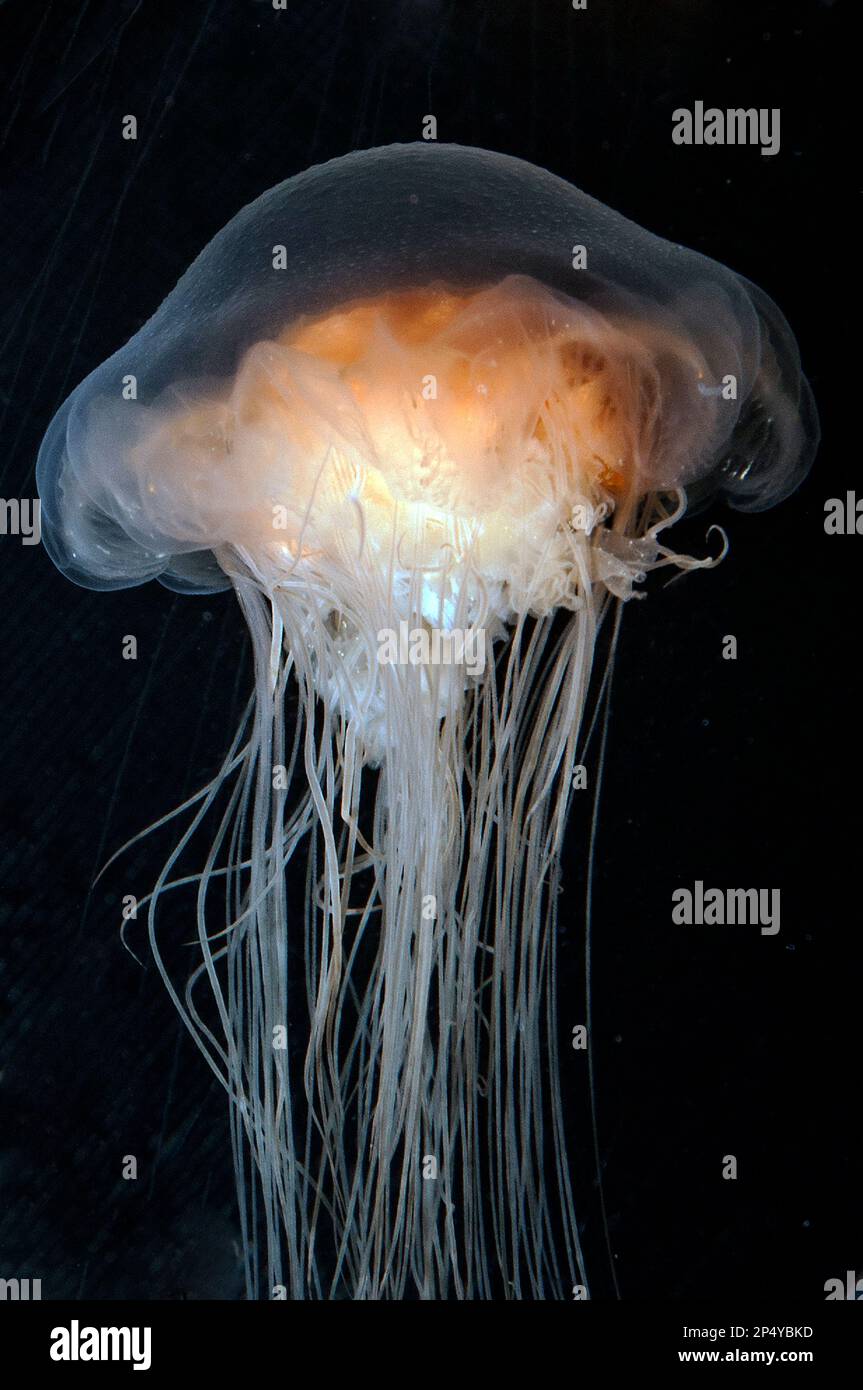 Underwater propulsion hi-res stock photography and images - Alamy