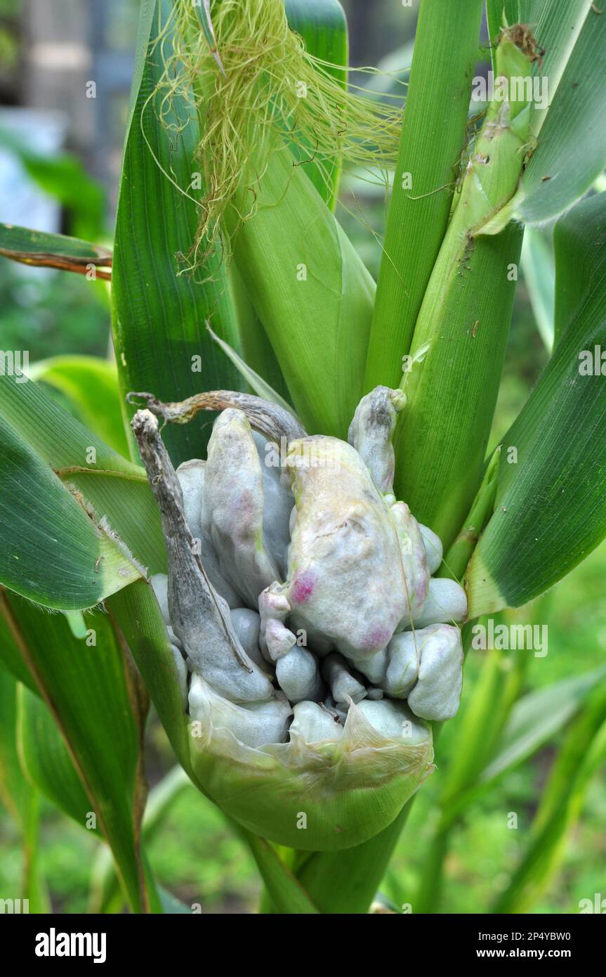 Sick corn plant affected by fungus Ustilago zeae Unger Stock Photo - Alamy
