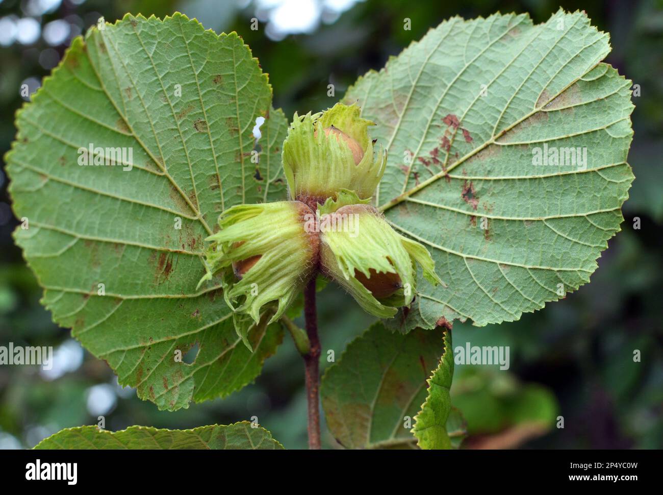 Nuts ripen on the branch of the hazel bush Stock Photo - Alamy