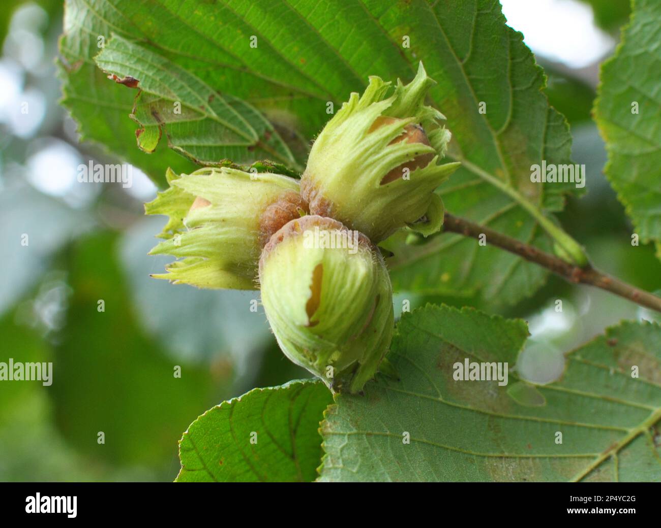 Nuts ripen on the branch of the hazel bush Stock Photo - Alamy