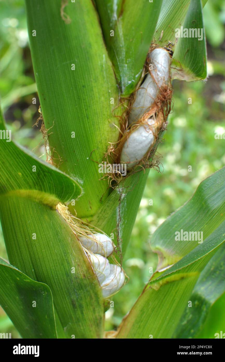 Sick corn plant affected by fungus Ustilago zeae Unger Stock Photo - Alamy