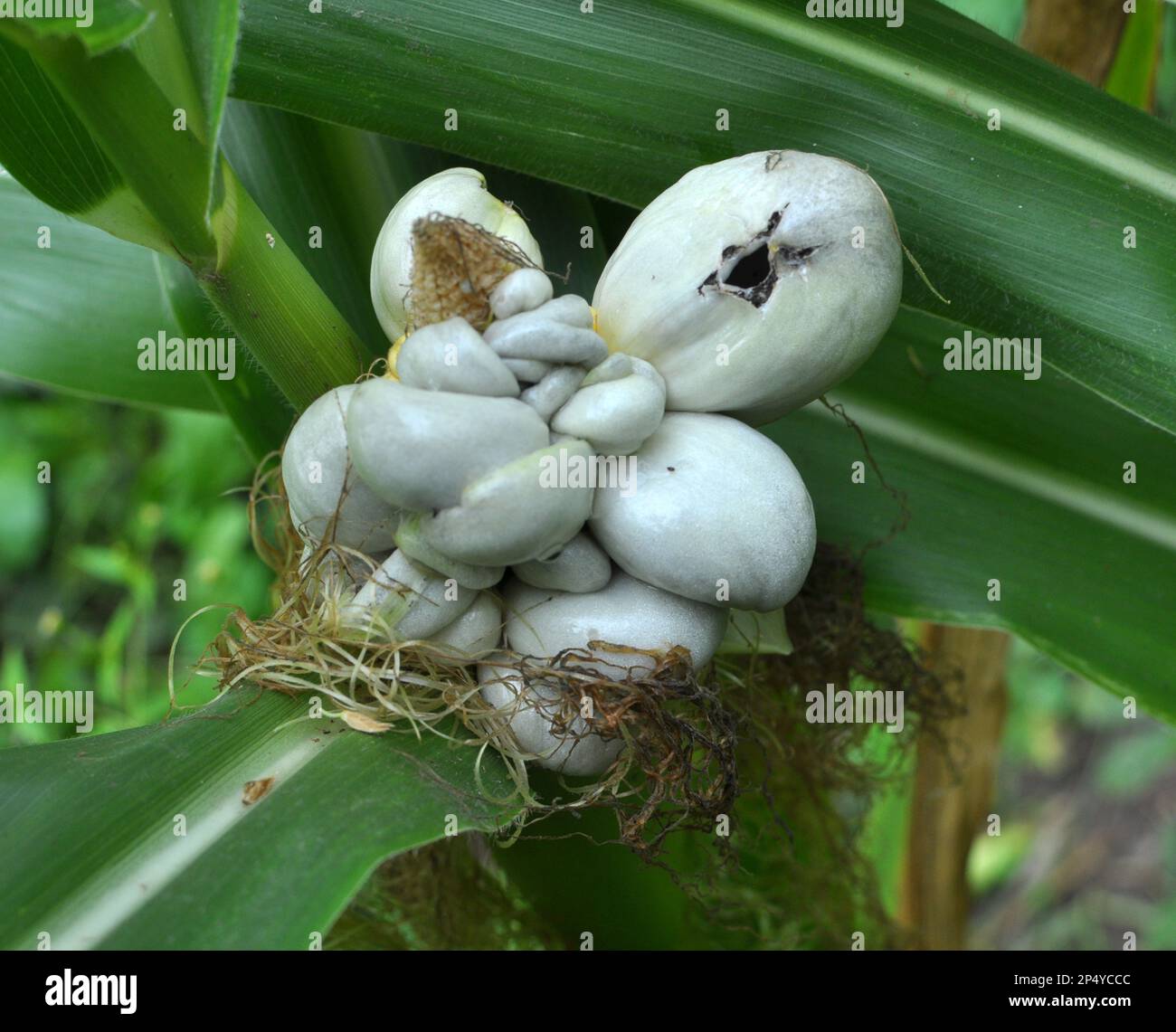 Sick corn plant affected by fungus Ustilago zeae Unger Stock Photo - Alamy