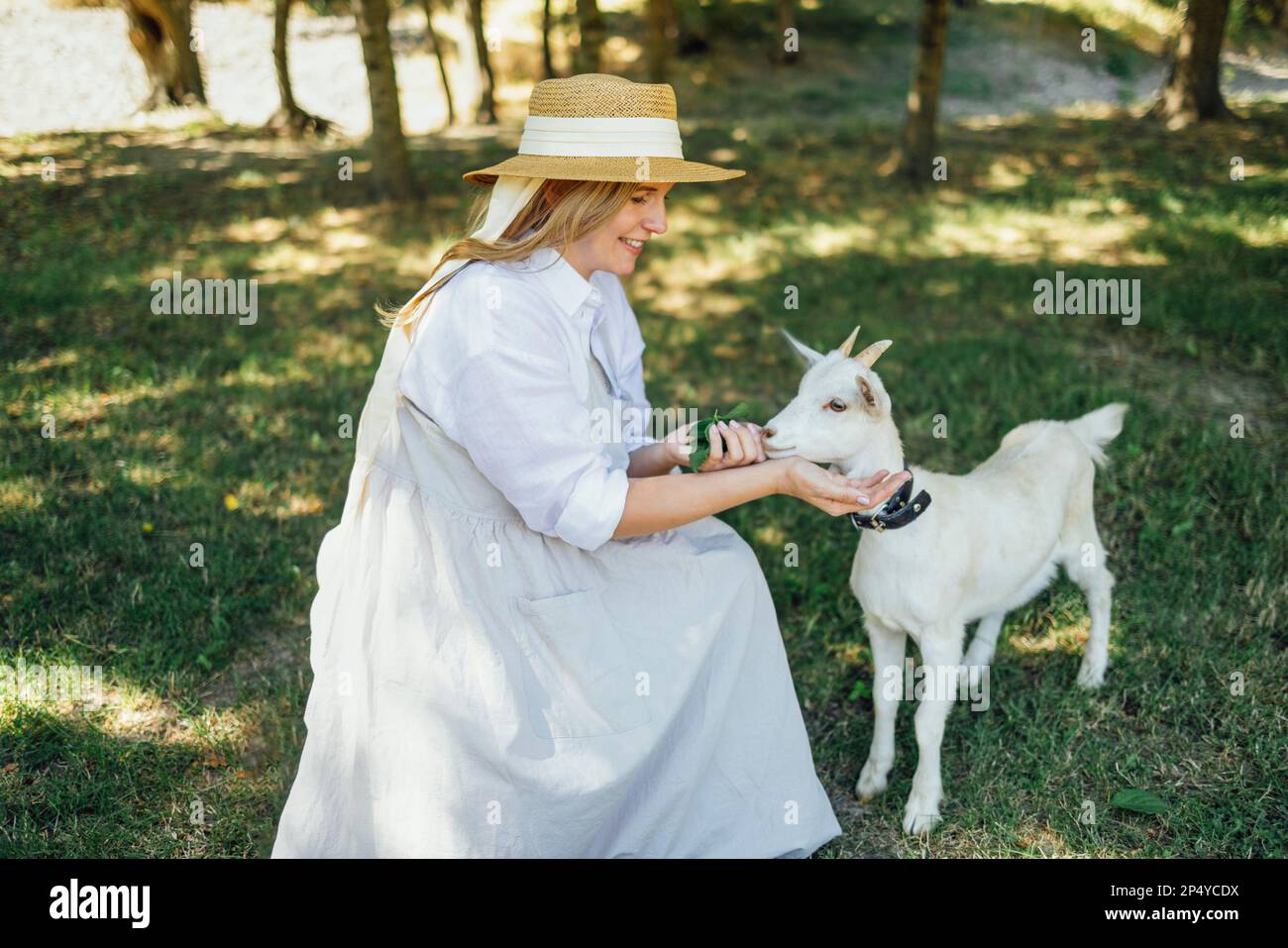 Young pretty woman in a white dress and a straw hat is feeding a goat ...