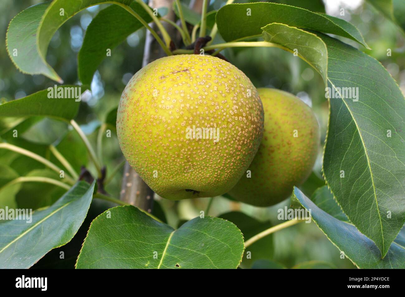 In the orchard, pears ripen on the tree branch Stock Photo - Alamy