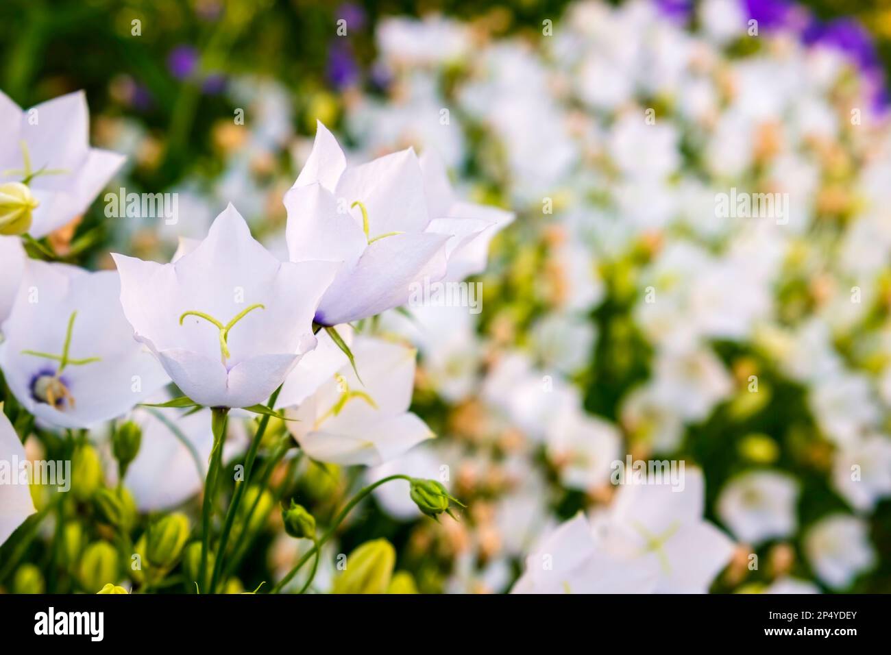 Vividly blue flowers hi-res stock photography and images - Alamy