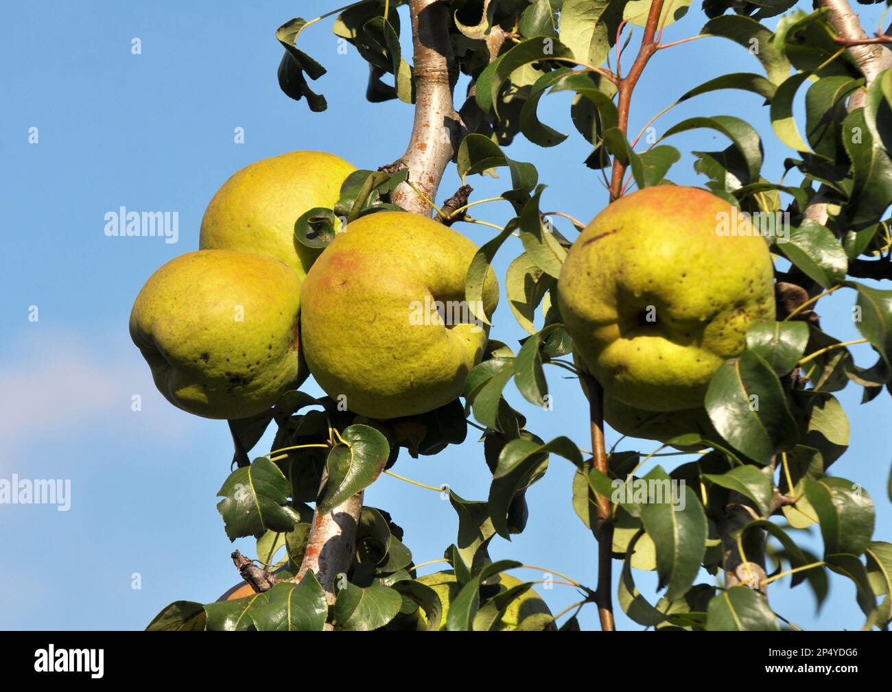 In the orchard, pears ripen on the tree branch Stock Photo - Alamy