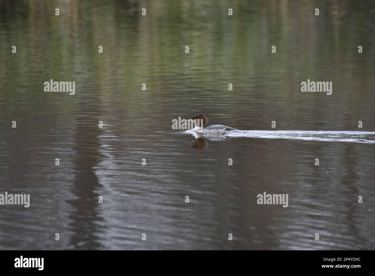 Female Goosander (Mergus merganser) Swimming Right to Left Across a ...