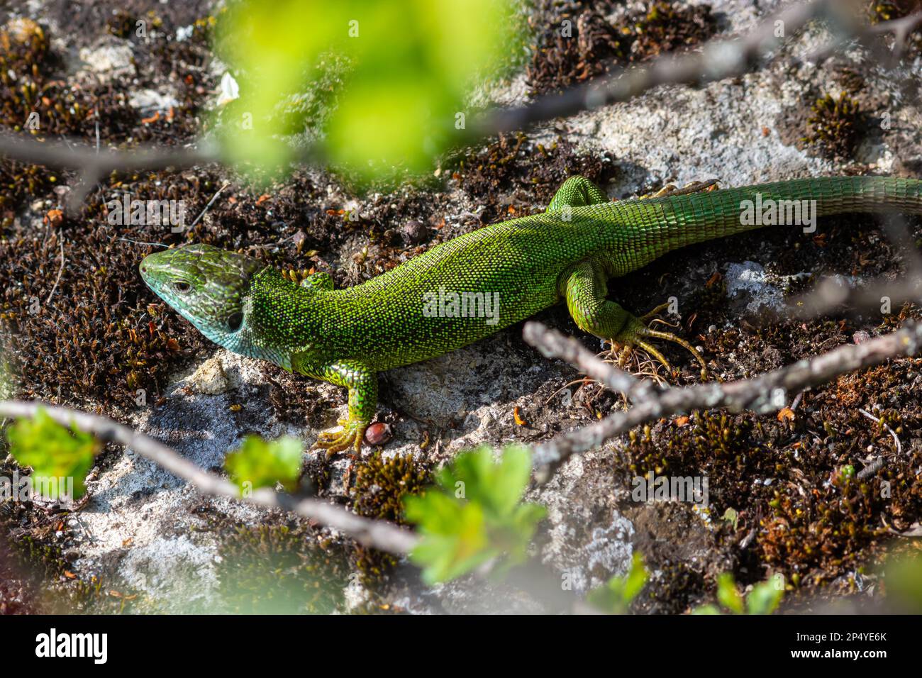 Green lizard, Lacerta viridis, is a species of lizard of the genus ...