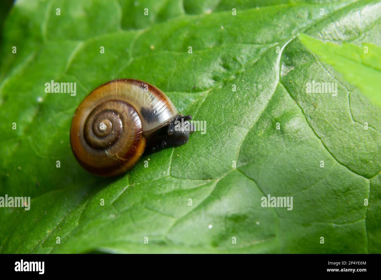 Oxychilus draparnaudi snail, blue body, on a green leaf. macro Stock ...