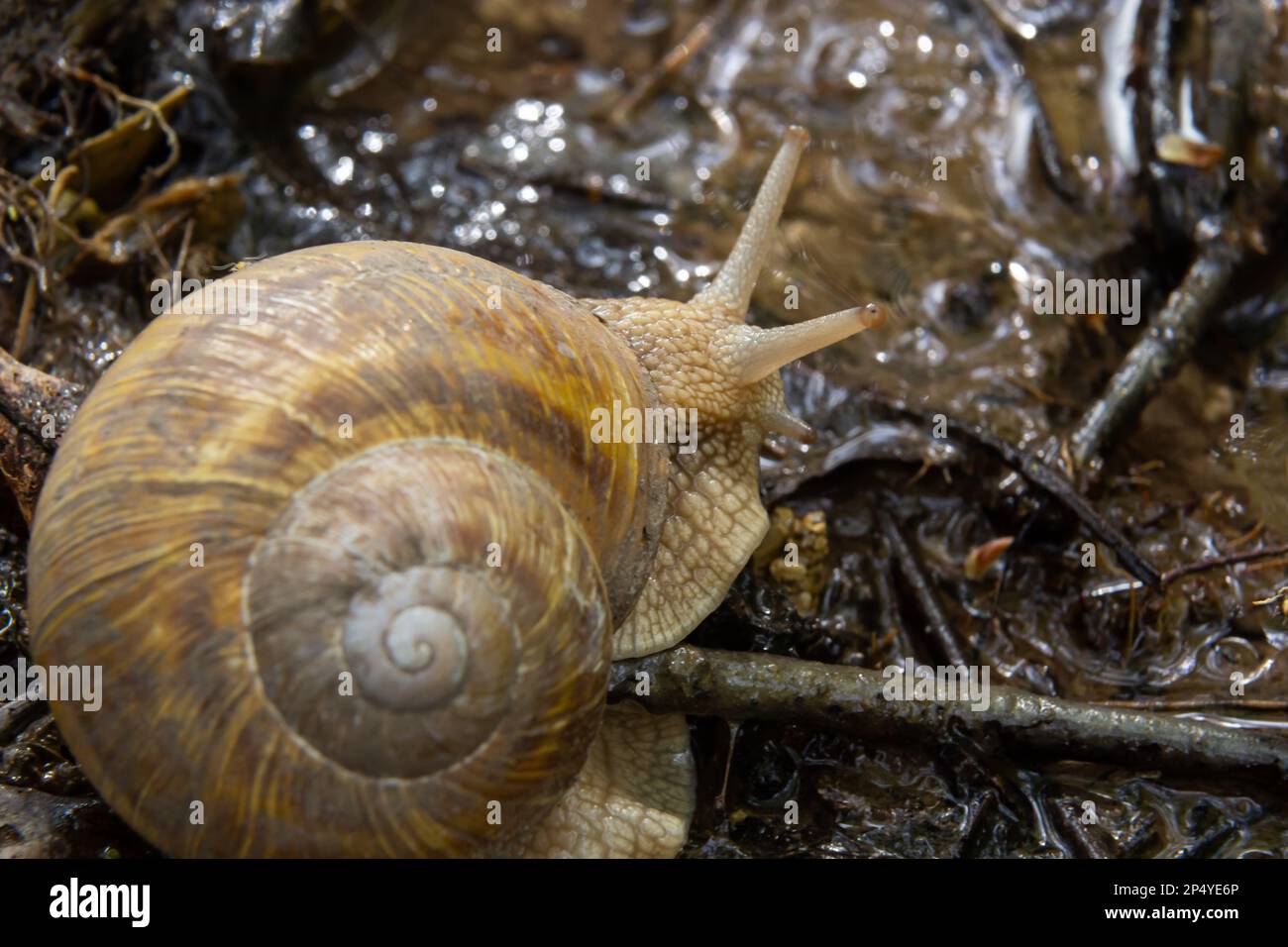 Burgundy snail, Helix, Roman snail, edible snail, escargot, on the ...