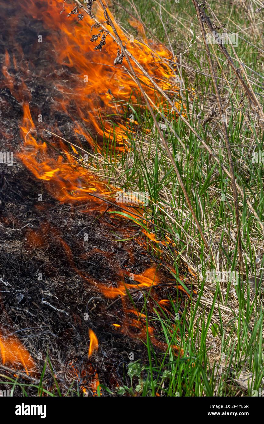 Burning old dry grass. Tongues red flame and burning dry yellowed grass ...