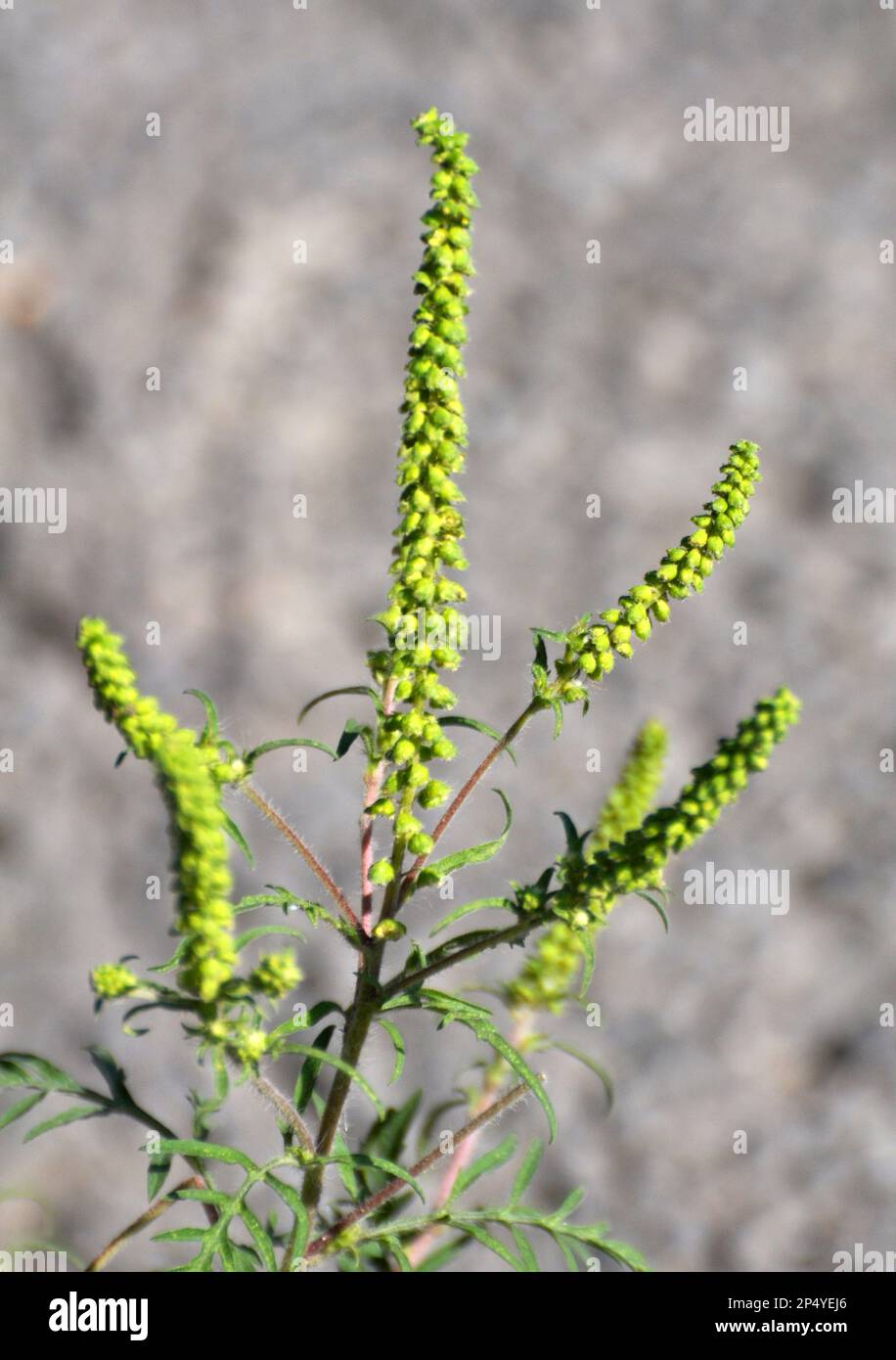 In summer, ragweed (Ambrosia artemisiifolia) grows in the wild Stock ...