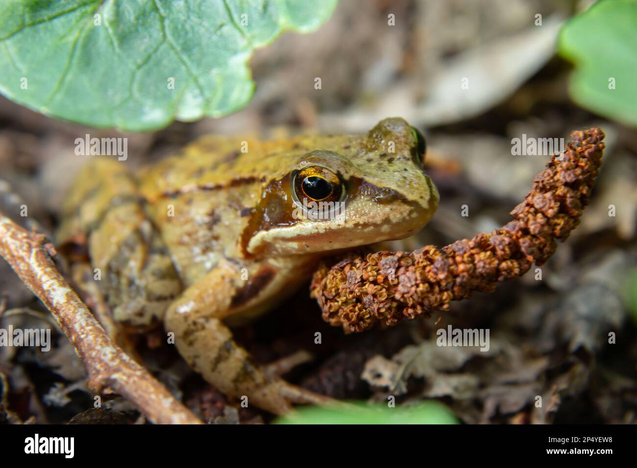 Frog sitting in ambush on green moss. Its a spring frog, Rana dalmatina ...