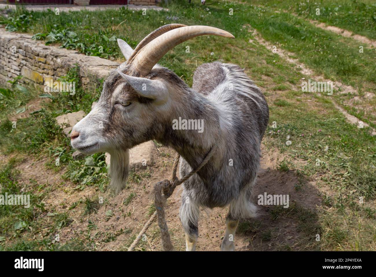 Grey goat portrait on grass background. Horned goat grazing on a green ...
