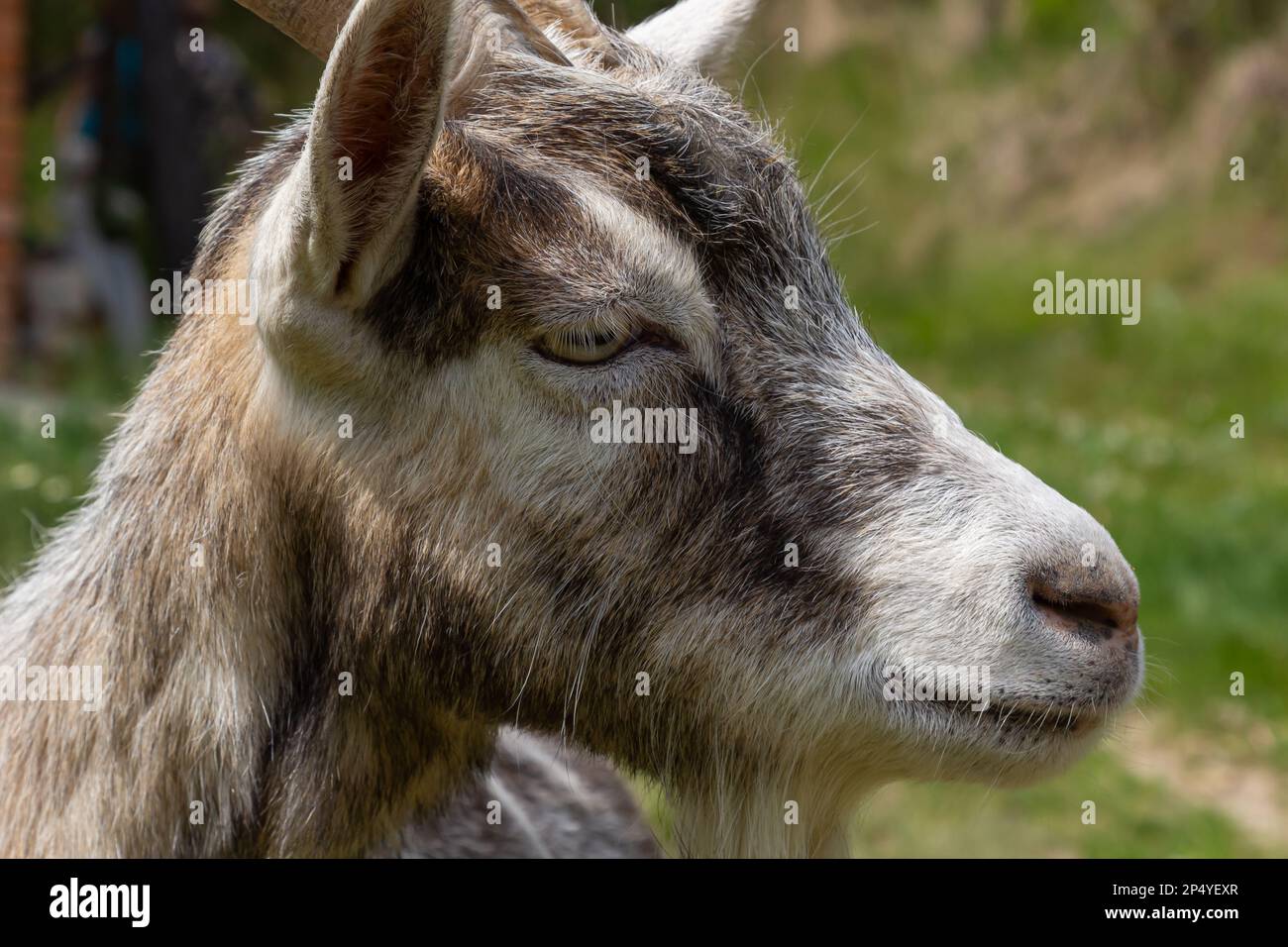 Grey goat portrait on grass background. Horned goat grazing on a green ...