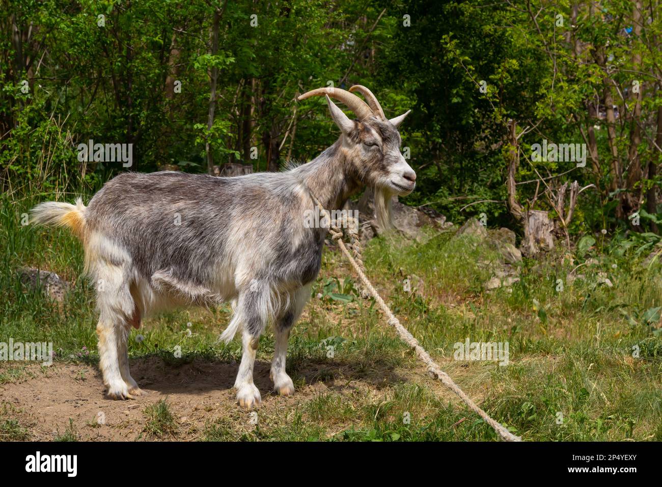 A cute feeding goat in gray and orange color grazing in the meadow ...
