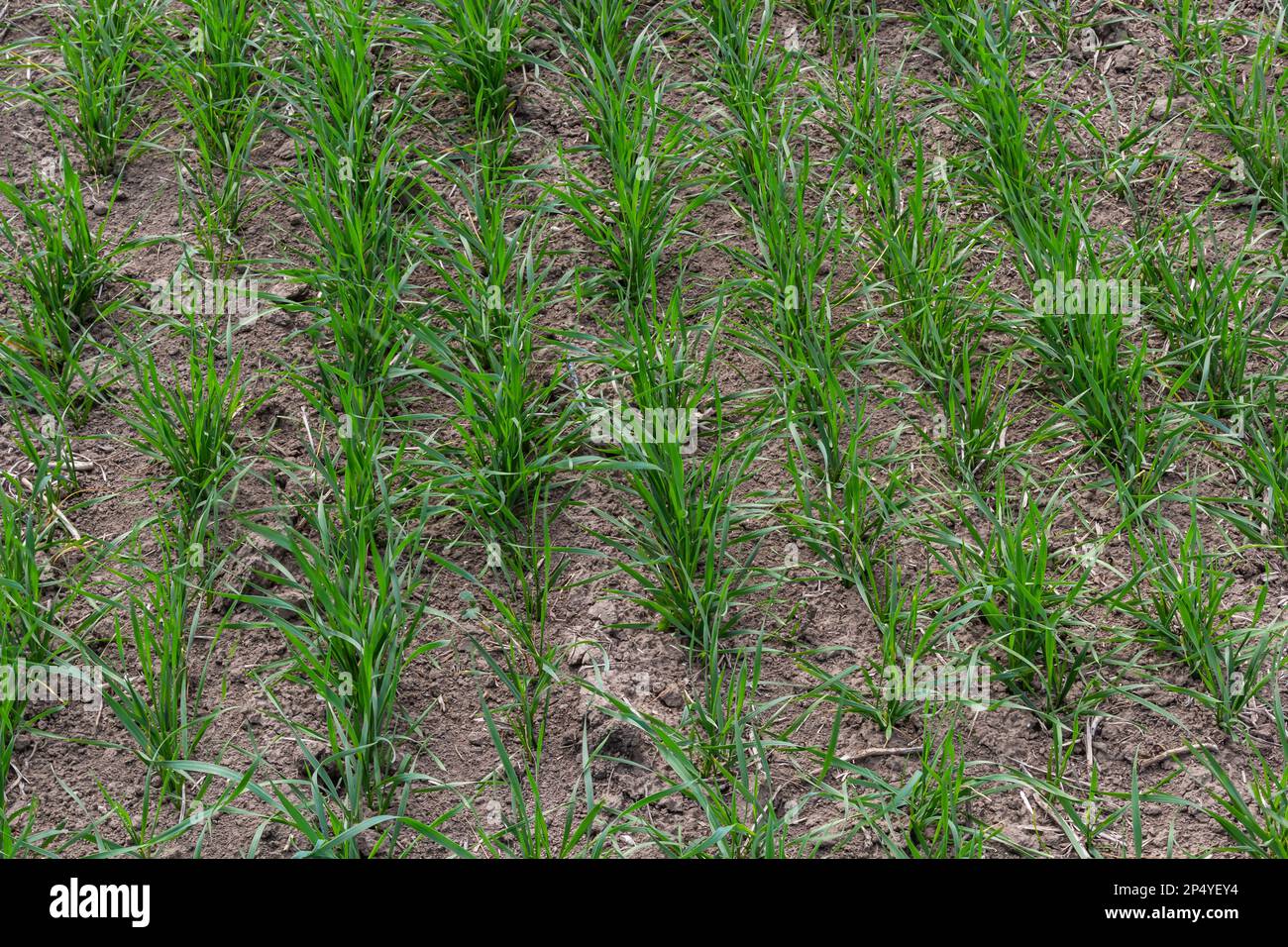 Young wheat seedlings growing in a soil. Agriculture and agronomy theme ...