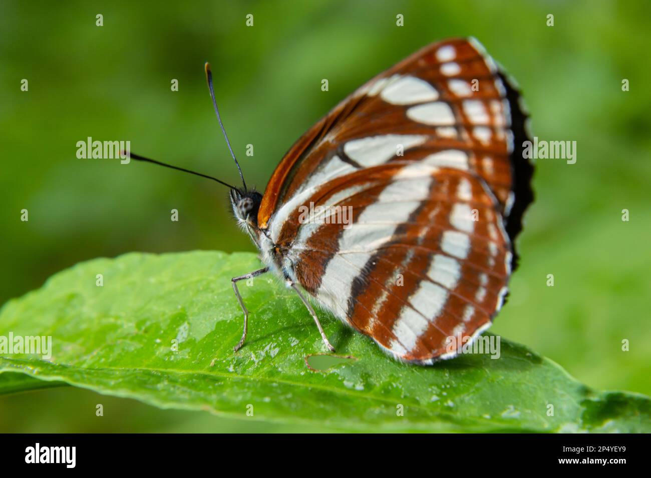 Glider butterfly hi-res stock photography and images - Alamy