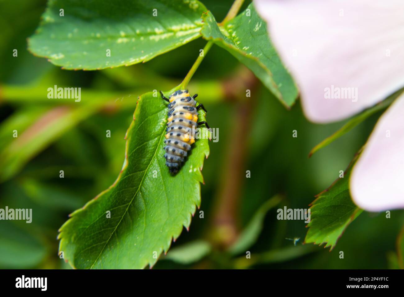 Macro Photo of Ladybug Larvae on Green Leaf Isolated on Backgrou Stock ...