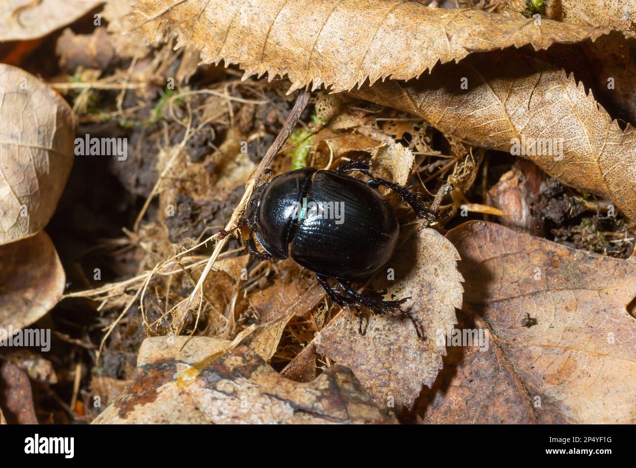 Forest beetle, Anoplotrupes stercorosus, a species of dung beetle and ...
