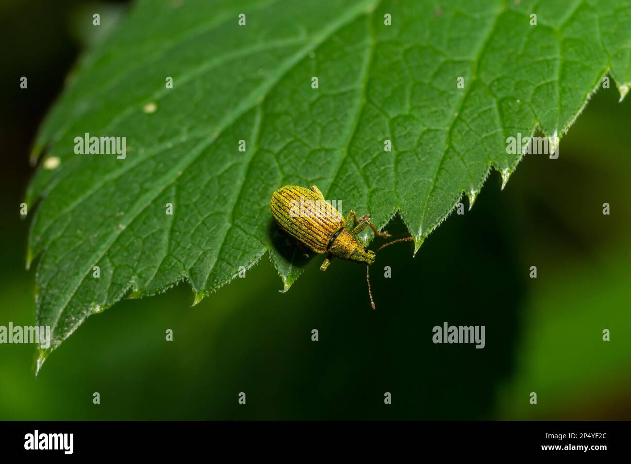 Phyllobius argentatus is a species of short-nosed weevil commonly known ...