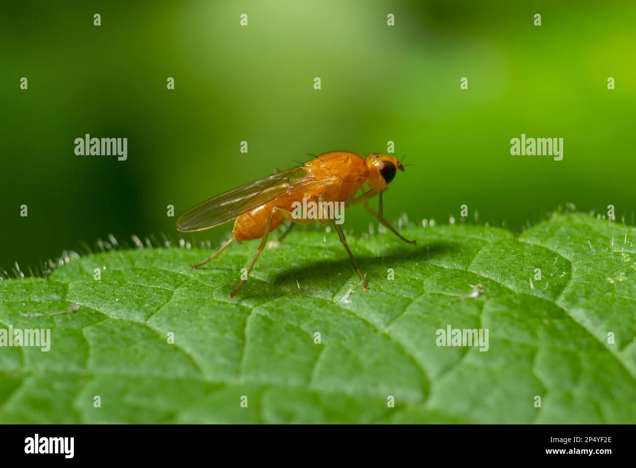 Ptecticus trivittatus - soldier fly is a family of Stratiomyidae Stock ...