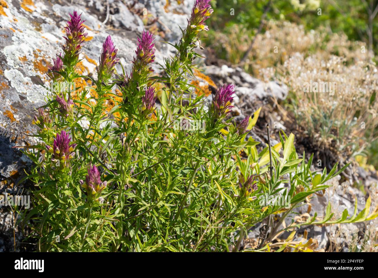 Flowering field cow-wheat. Melampyrum arvense . beautiful wildflowers ...