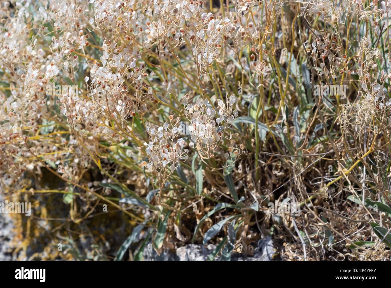 Close up texture of drying grain standing in a field, warm light, stems ...
