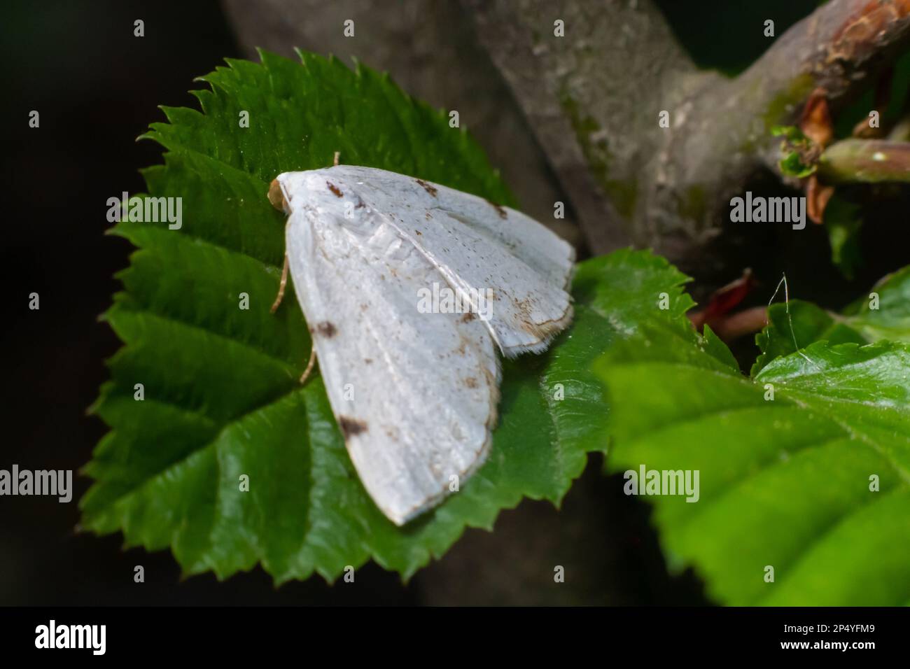 Lomographa temerata, the clouded silver, is a moth of the family ...
